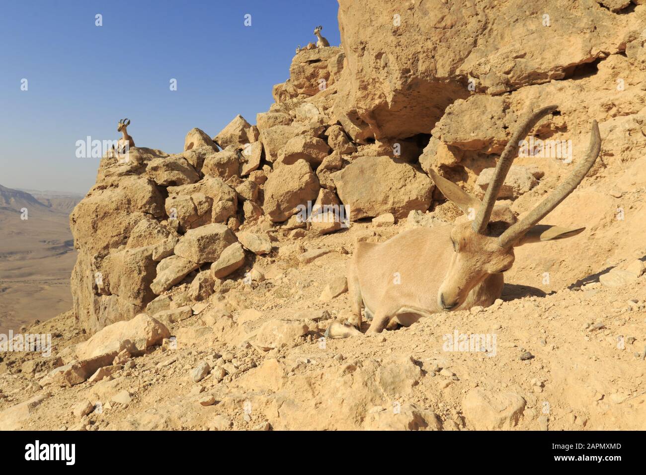 Desert of neguev hi-res stock photography and images - Alamy
