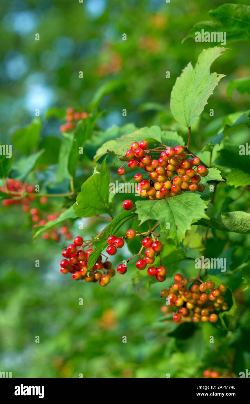 Bitter berry hi-res stock photography and images - Alamy