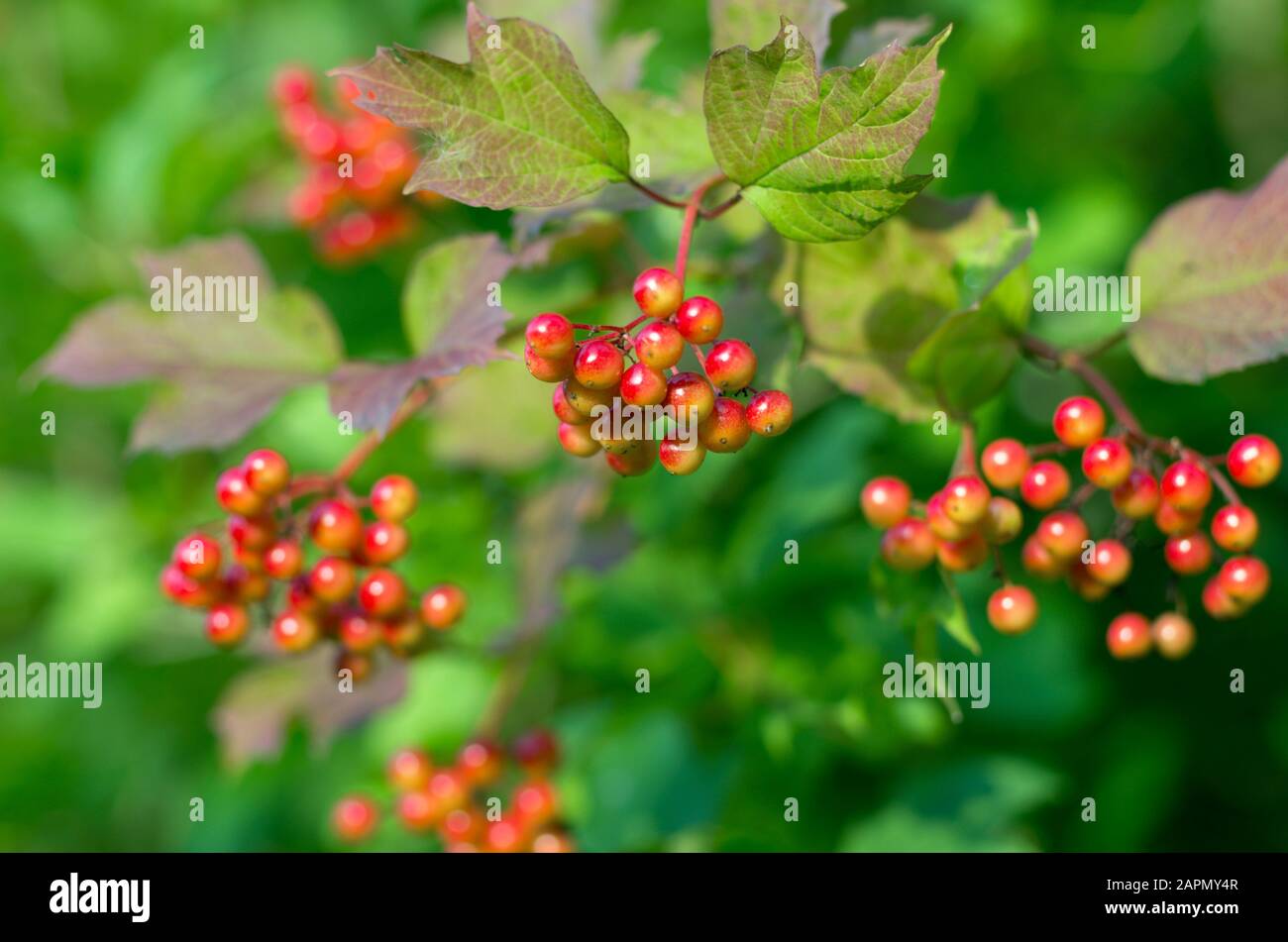 Bitter berry hi-res stock photography and images - Alamy