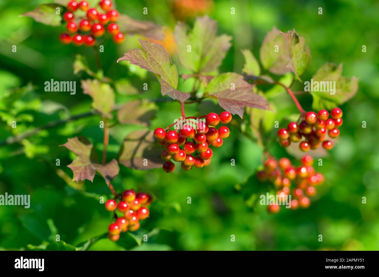 Bitter berry hi-res stock photography and images - Alamy