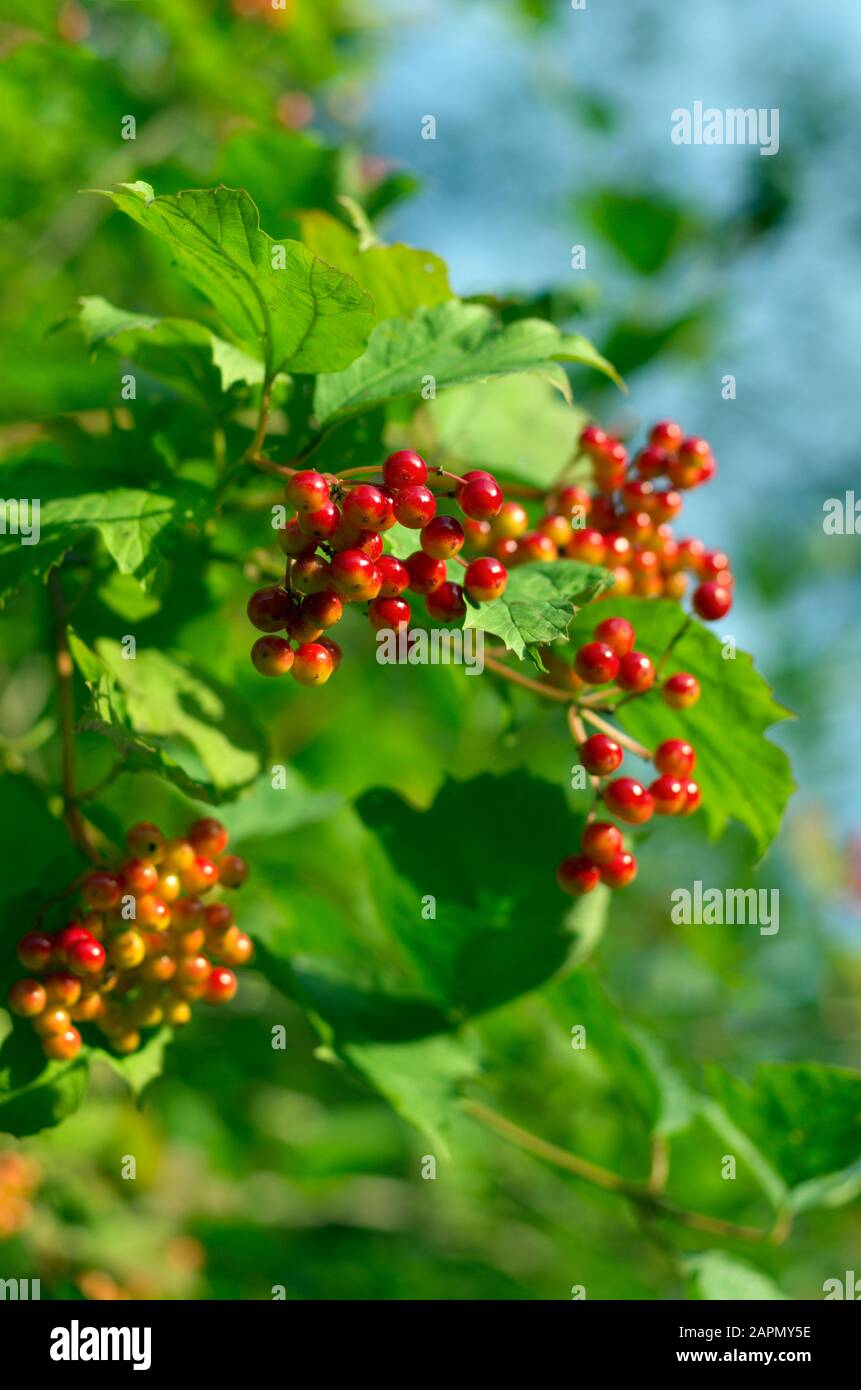 Bitter berry hi-res stock photography and images - Alamy