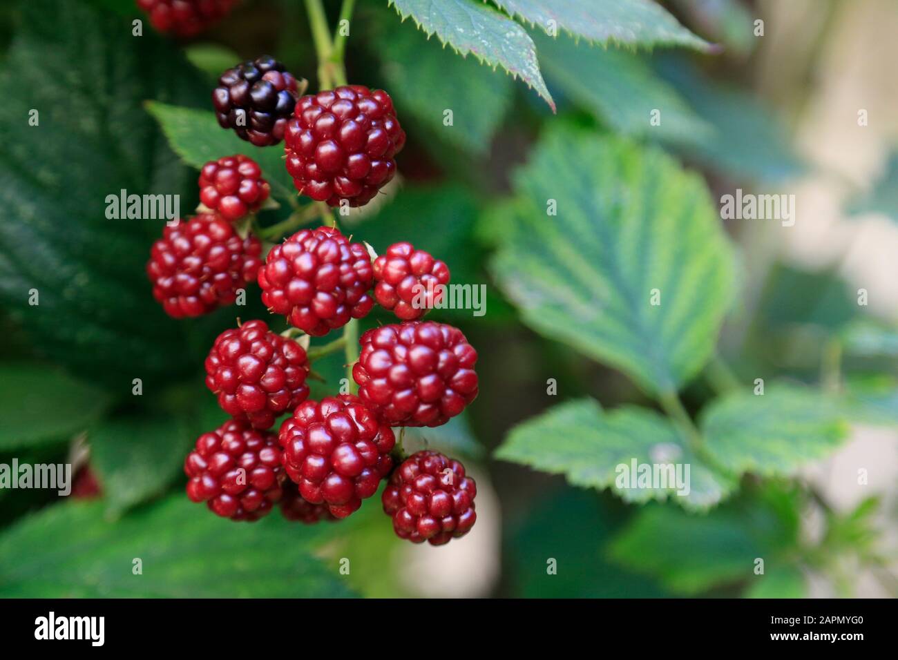 Semi ripe hi-res stock photography and images - Alamy