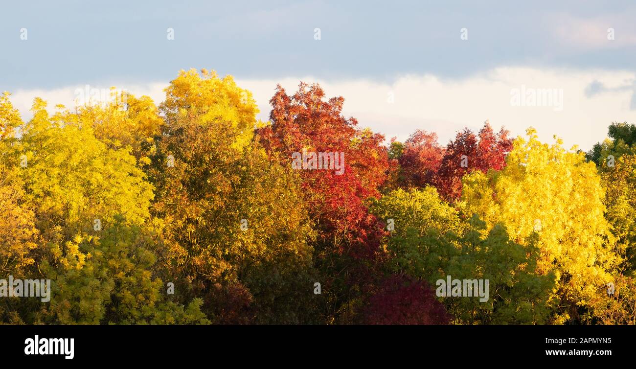 Vibrant autumn colours hi-res stock photography and images - Alamy