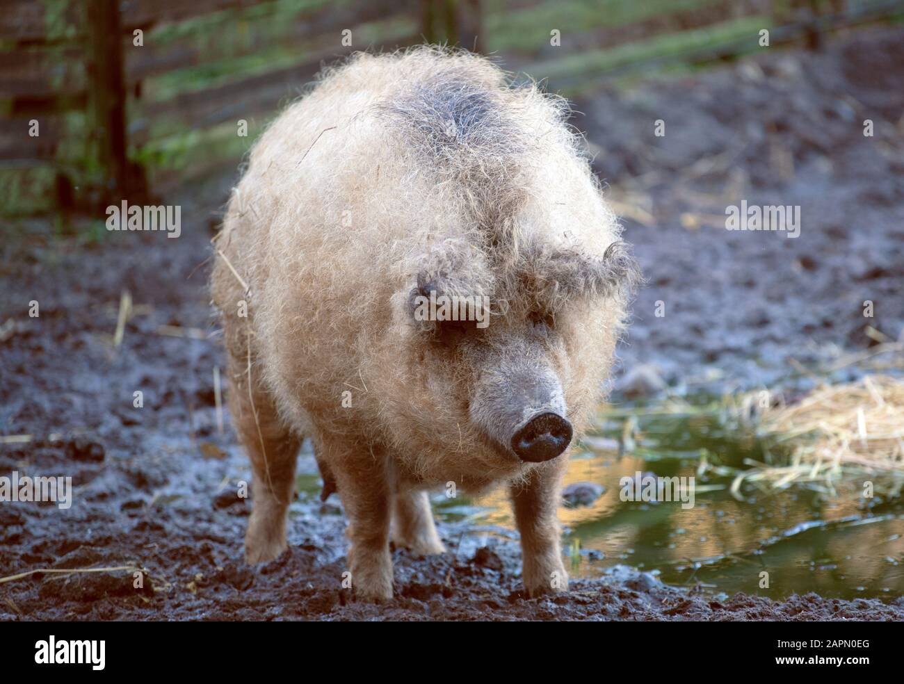 Red mangalitza pig hi-res stock photography and images - Alamy