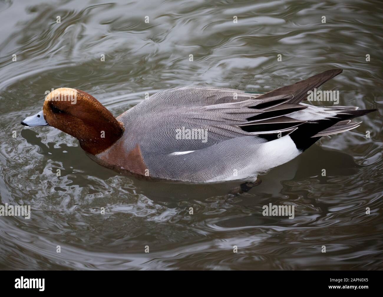 Wetlands wigeon hi-res stock photography and images - Alamy