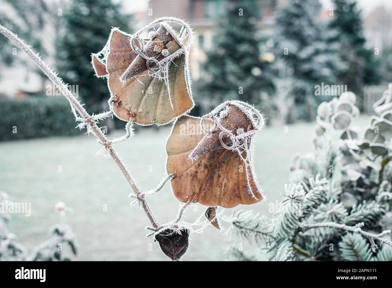 Frozen flower in green tone, very shallow focus Stock Photo - Alamy