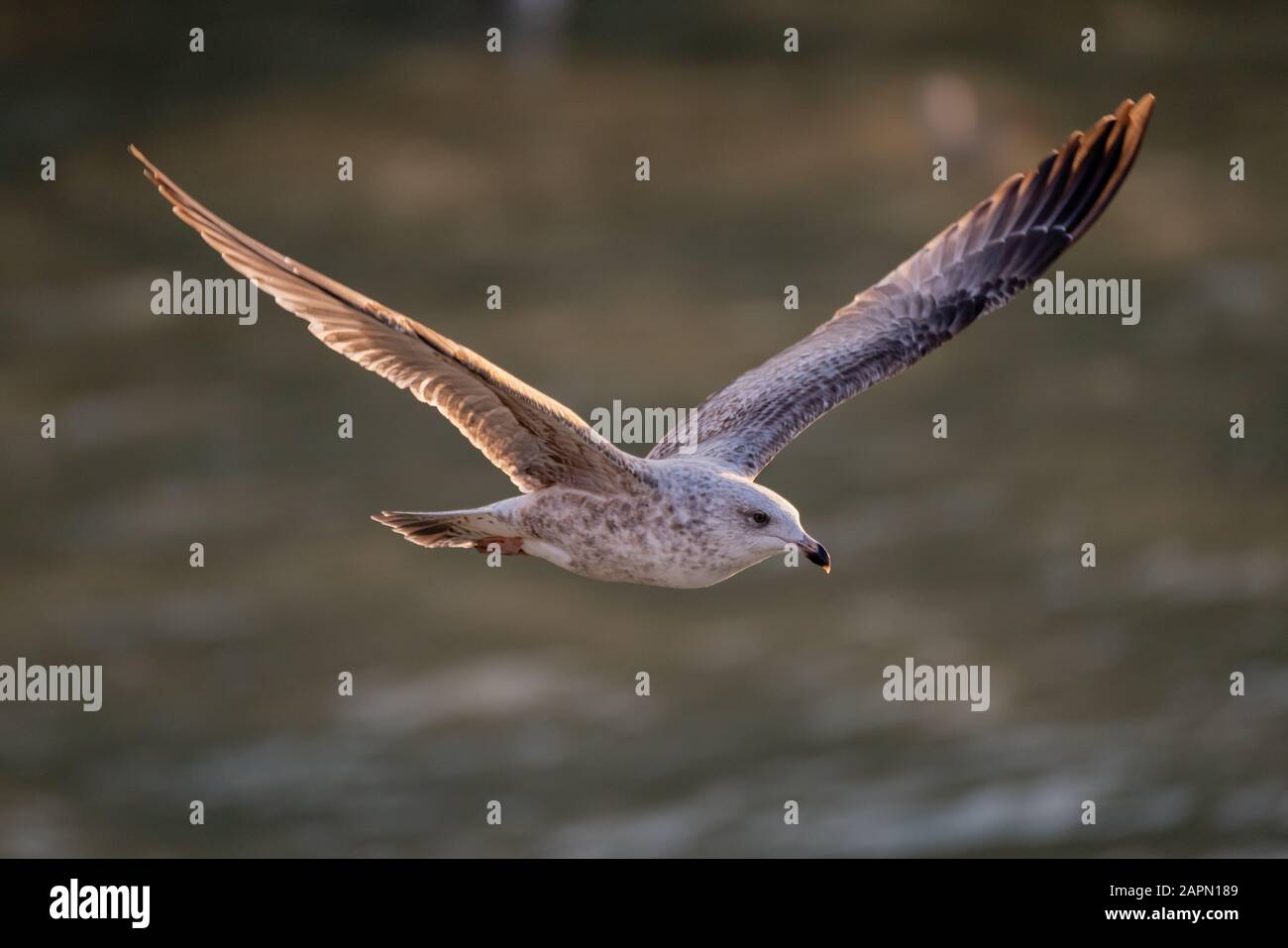 Flying seagull hi-res stock photography and images - Alamy
