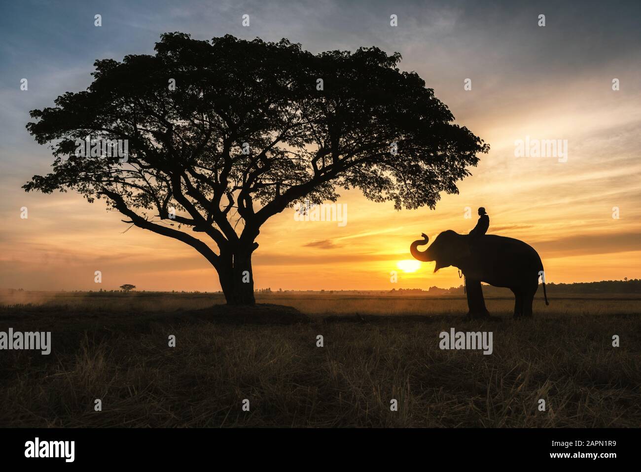 Sunset elephant hi-res stock photography and images - Alamy