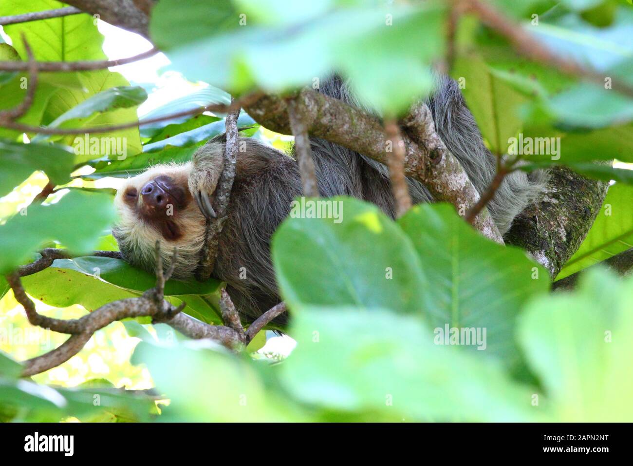 Framed shot of a cute sloth comfortably sleeping on tree branches Stock ...
