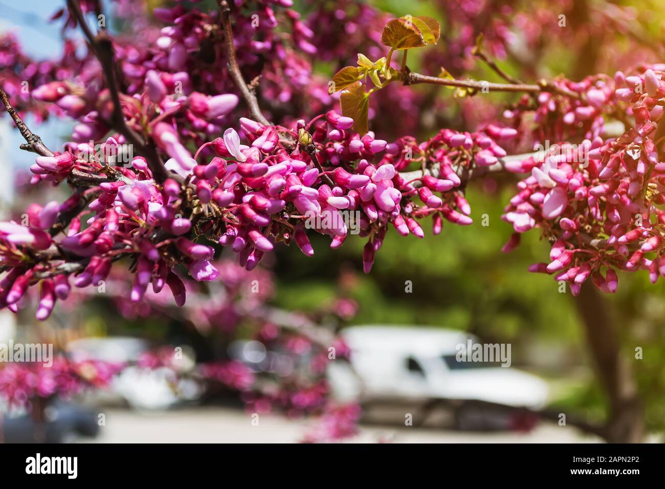 Flowering branch of Cercis also known as the Judas Tree on a sunny ...
