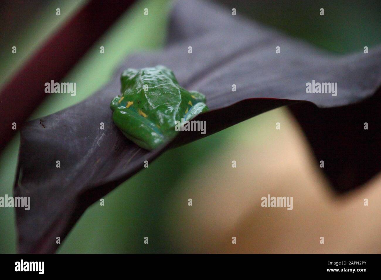 Selective focus shot of the back of a sleeping red-eyed tree frog on a ...