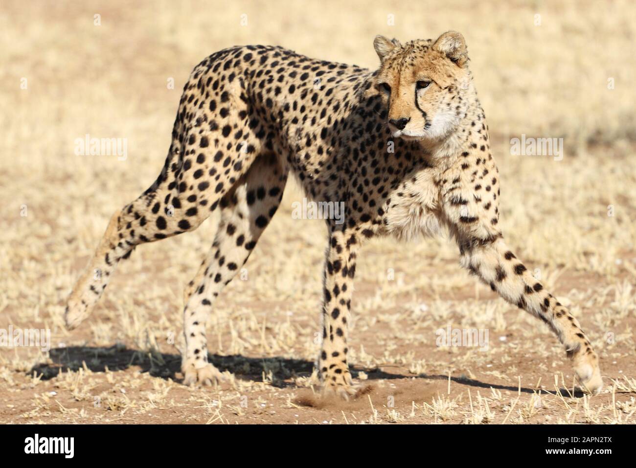 Cheetah speed sign hi-res stock photography and images - Alamy