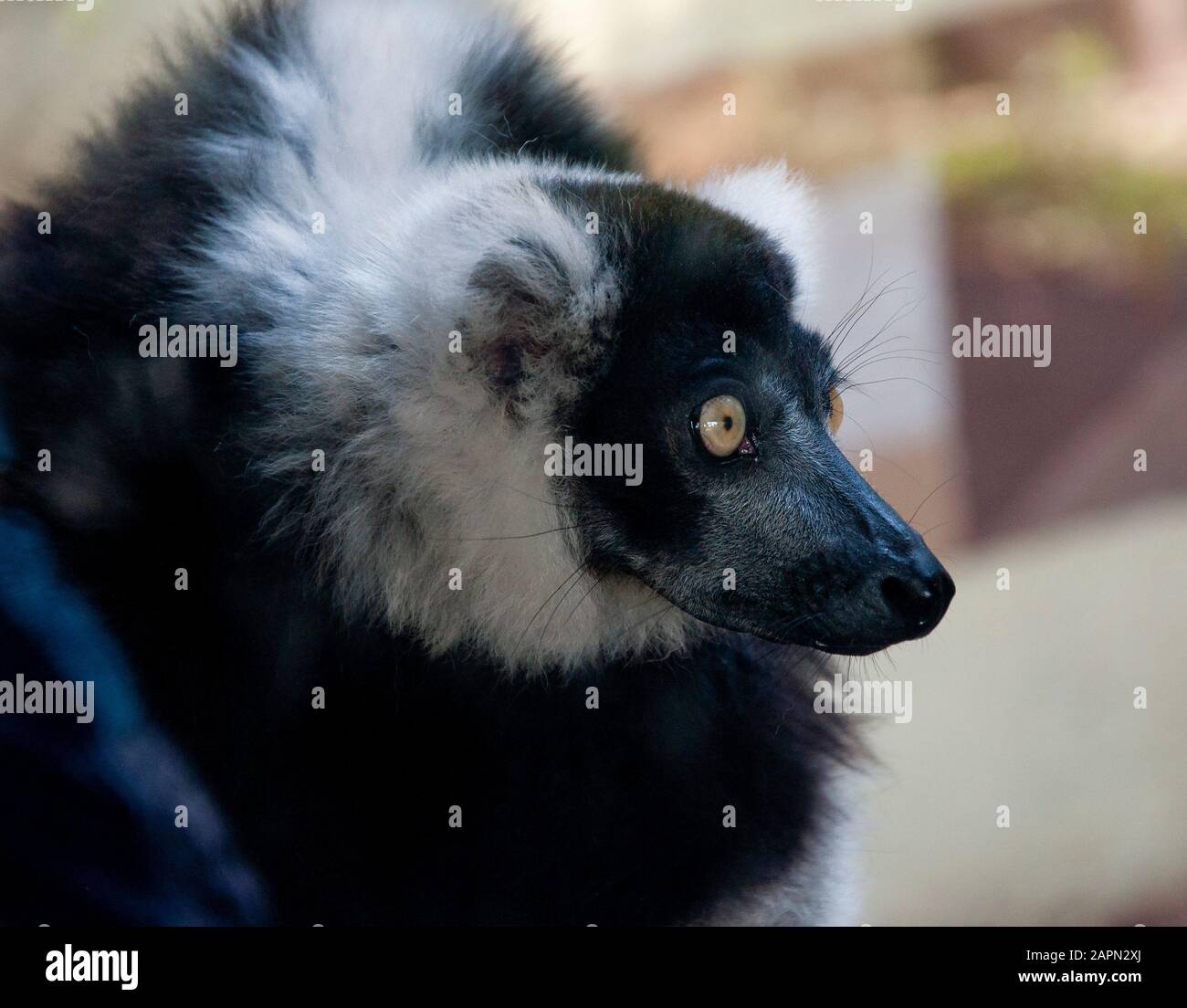 Head of a black lemur with yellow eyes, close-up Stock Photo - Alamy