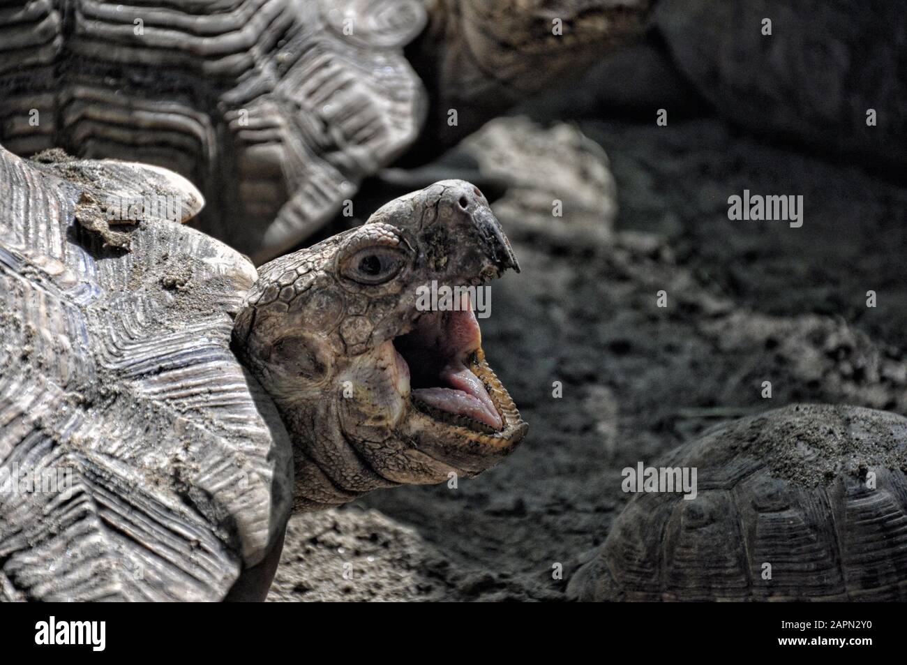 Turtle mouth hi-res stock photography and images - Alamy