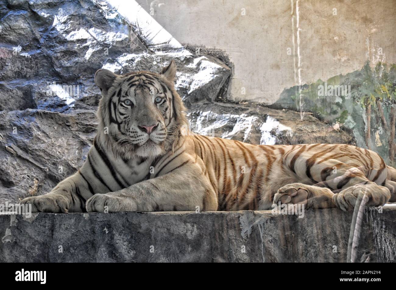 White tiger lies in a cage behind glass, protecting animals Stock Photo ...
