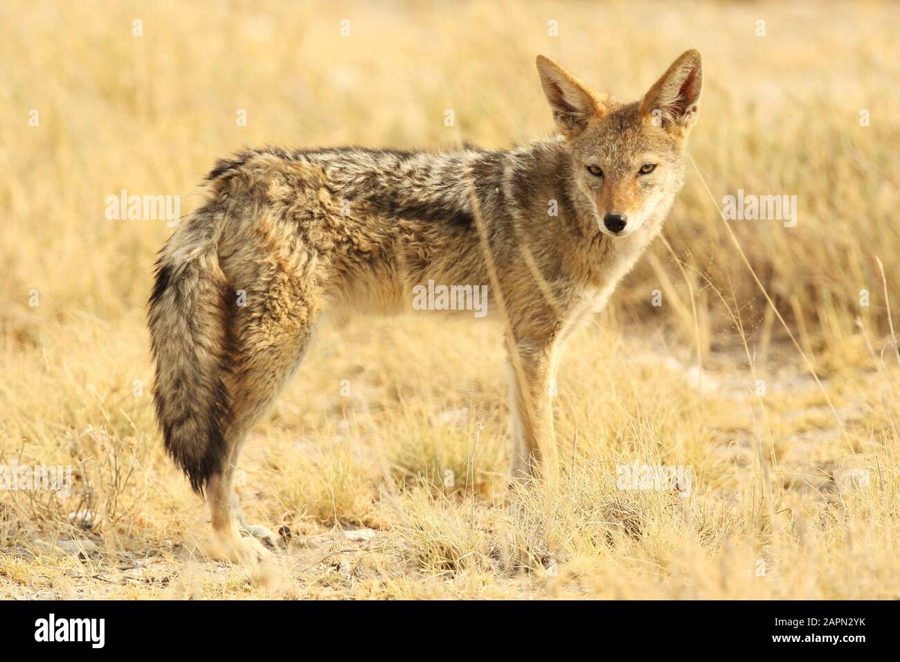 African savanna fox hi-res stock photography and images - Alamy