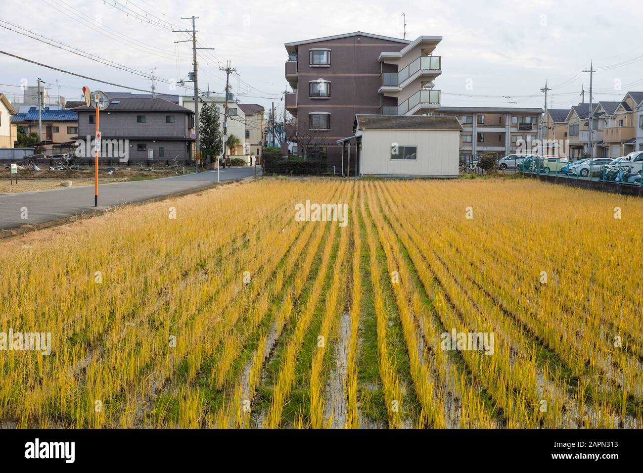 Japan urban rice field hi-res stock photography and images - Alamy