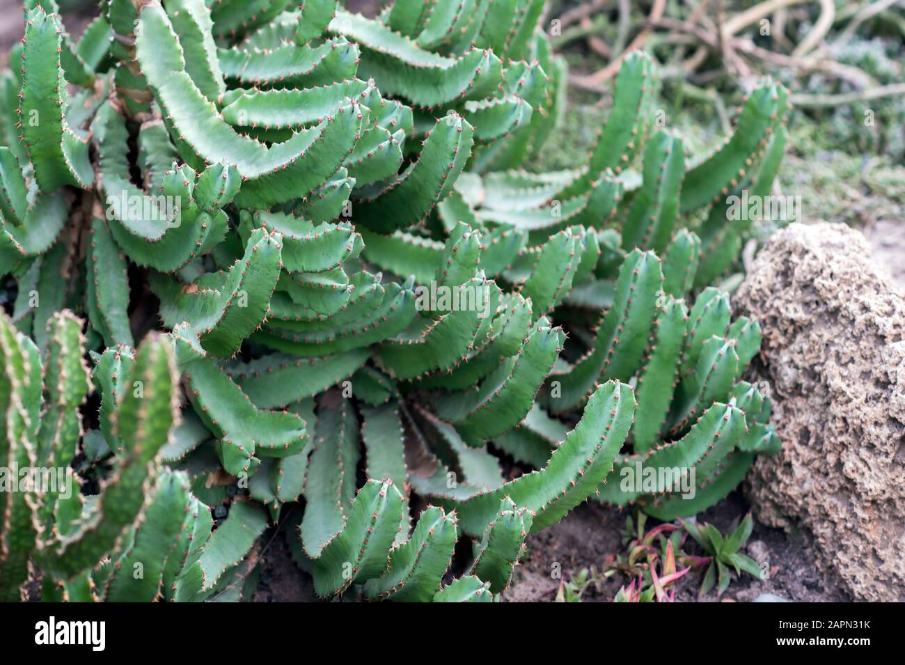 Cactus grows Bush on a rocky ornamental flower bed. The Latin name is ...