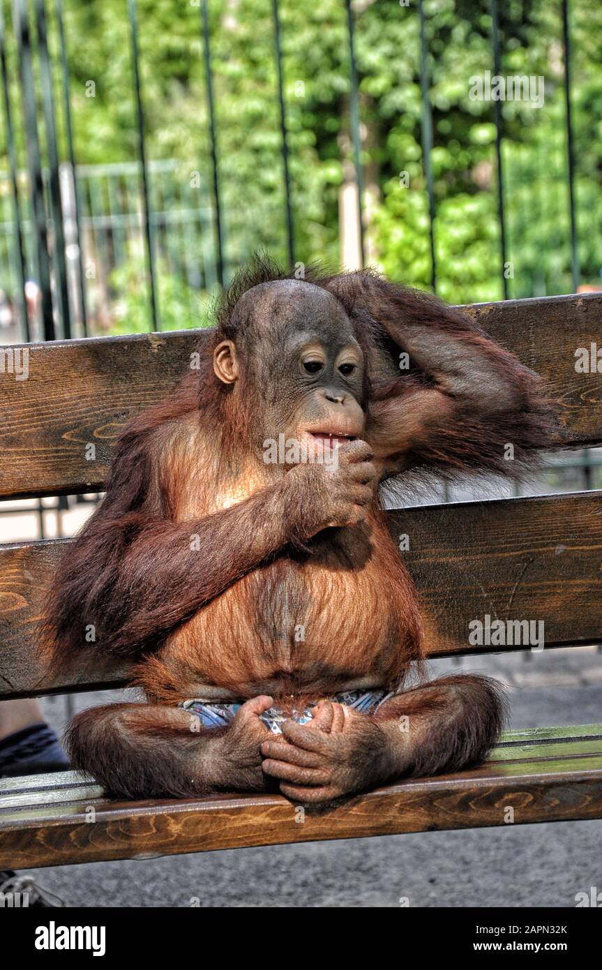 Big monkey hi-res stock photography and images - Alamy