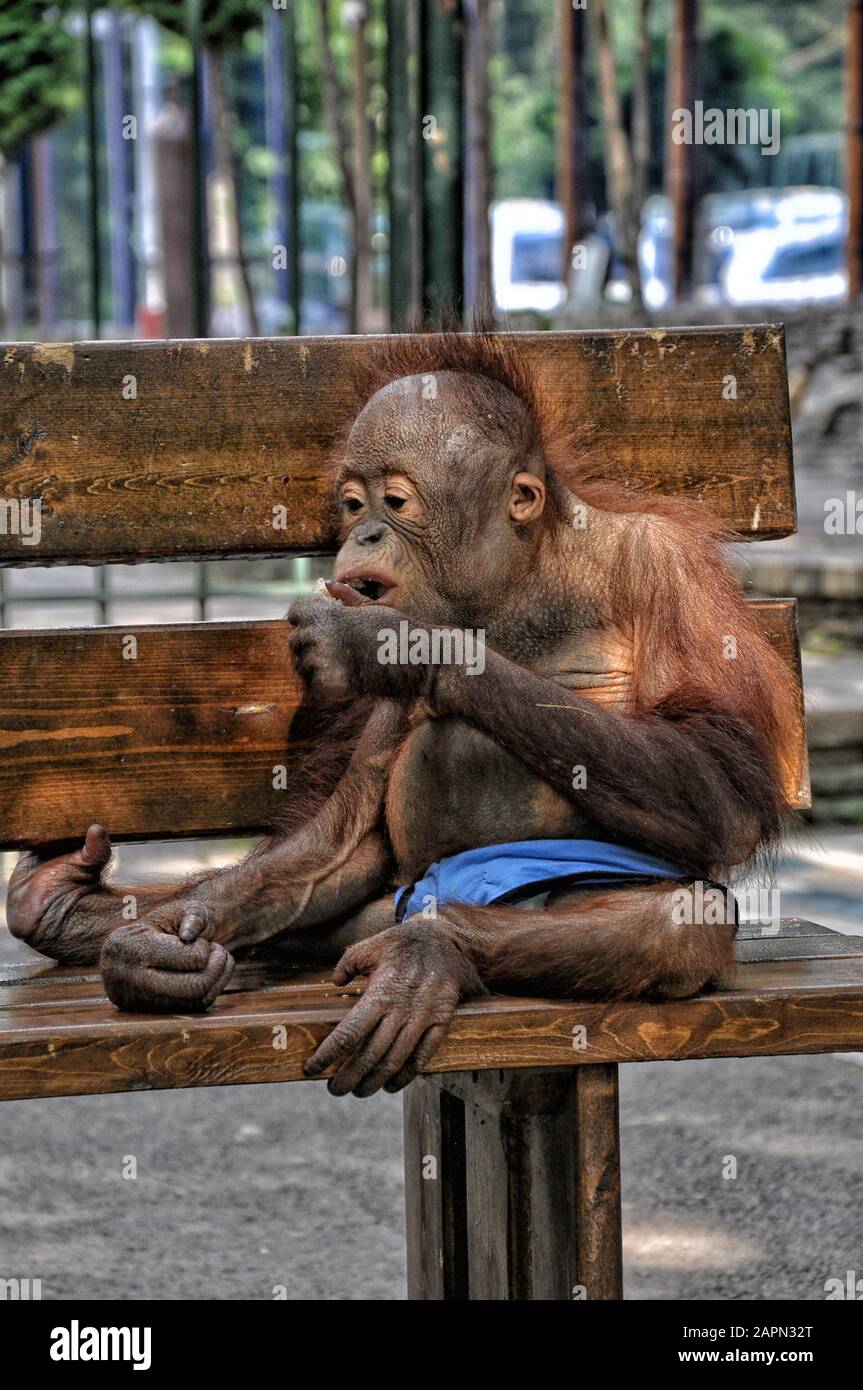 Big monkey hi-res stock photography and images - Alamy