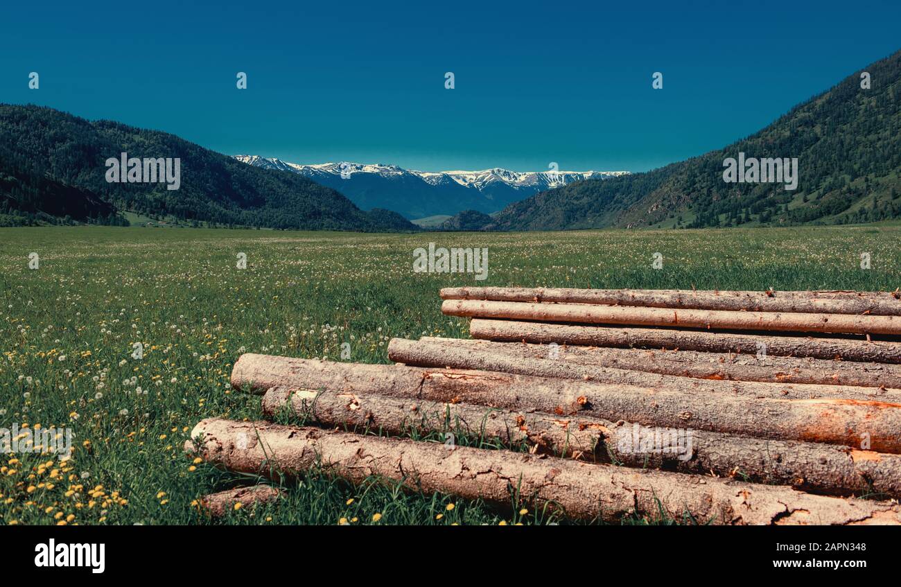 Tree log cut hi-res stock photography and images - Alamy