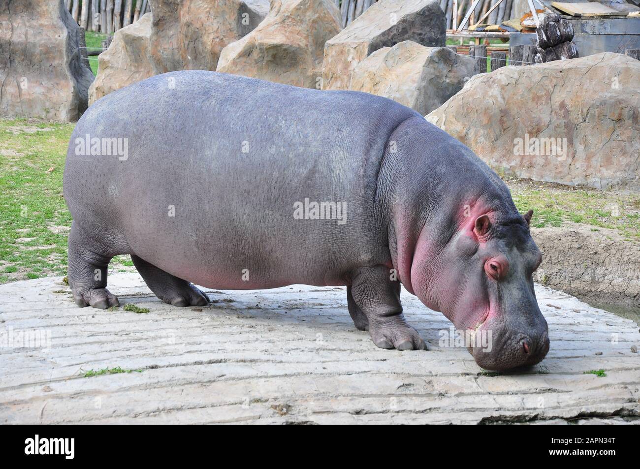 Big hippo walks on land, sleeps, lies on the grass and drinks water ...