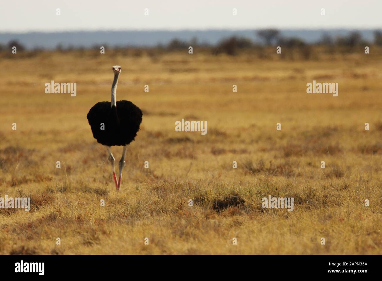 Wings running ostrich hi-res stock photography and images - Alamy
