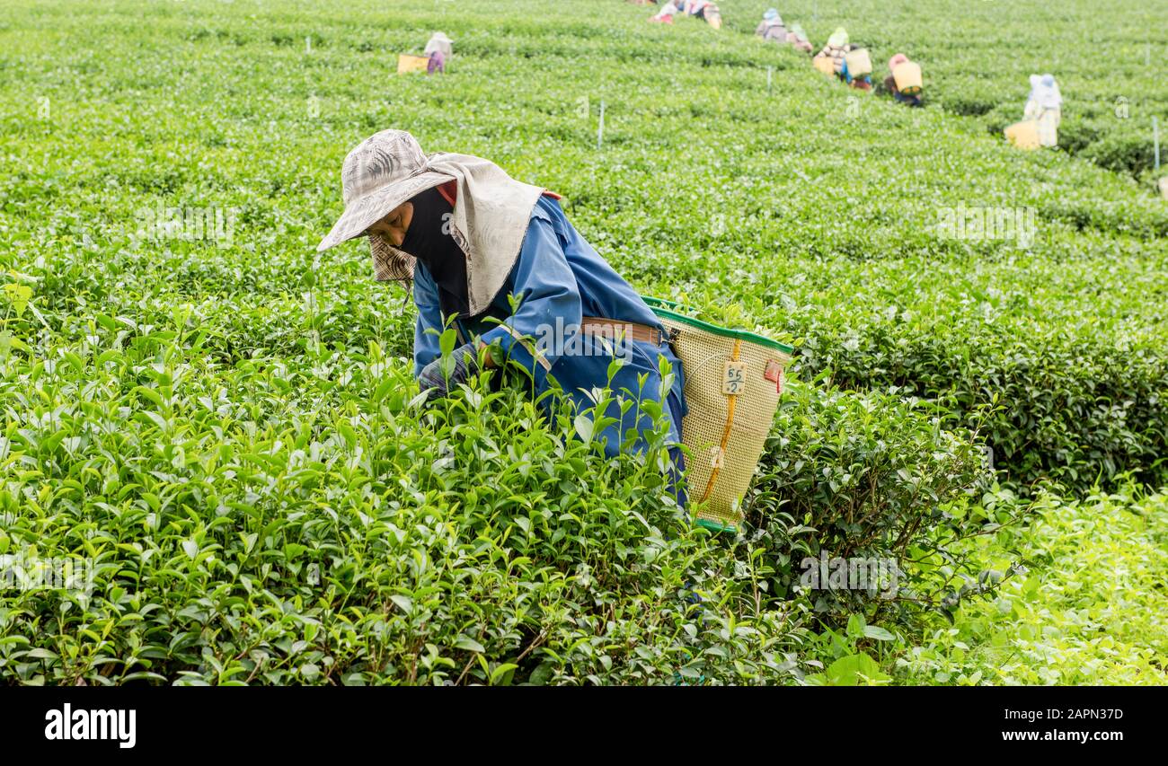 People were picking tea leaves at a tea plantation.People were picking ...