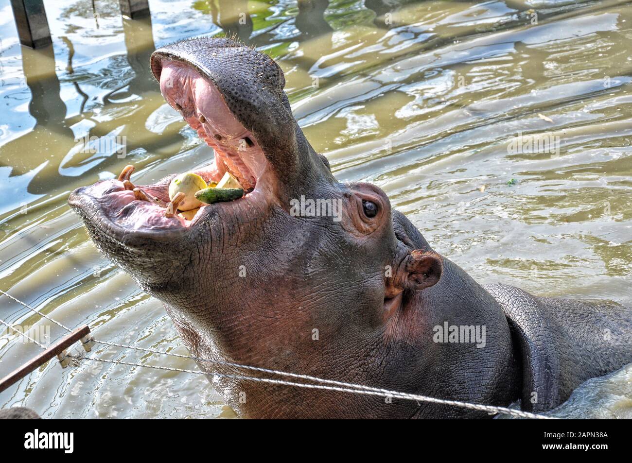 Big hippo with open mouth, eating food, close-up Stock Photo - Alamy