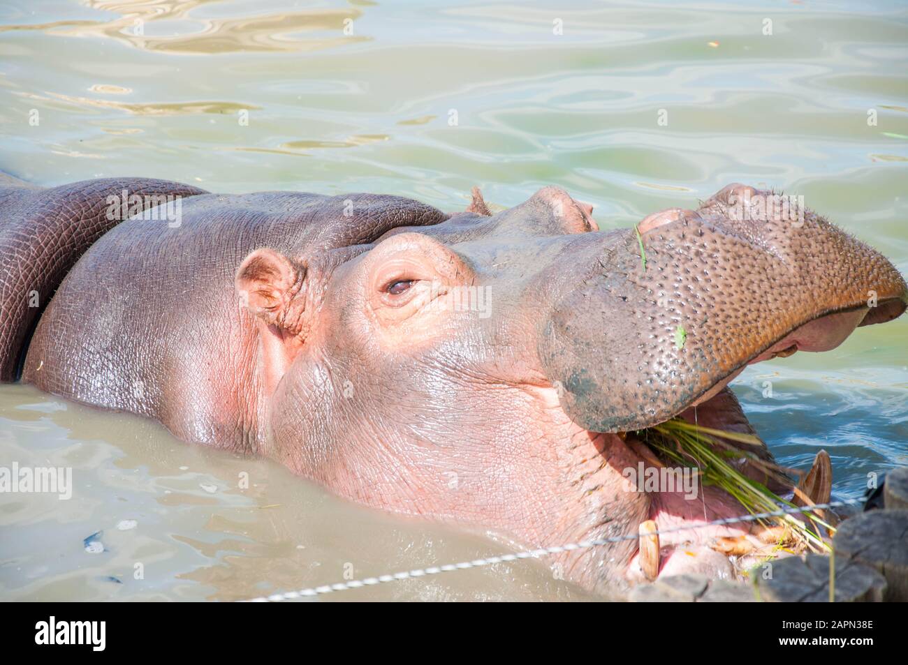 Big head horse hi-res stock photography and images - Alamy