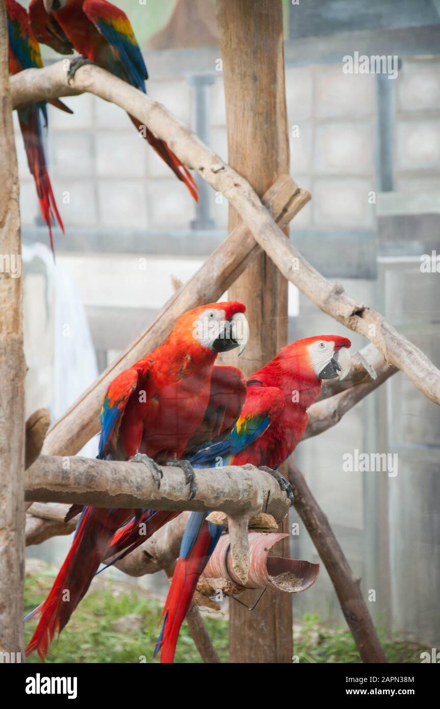 Parrots in cage hi-res stock photography and images - Alamy