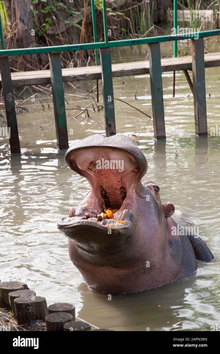 Worlds Biggest Snake Eating Hippo