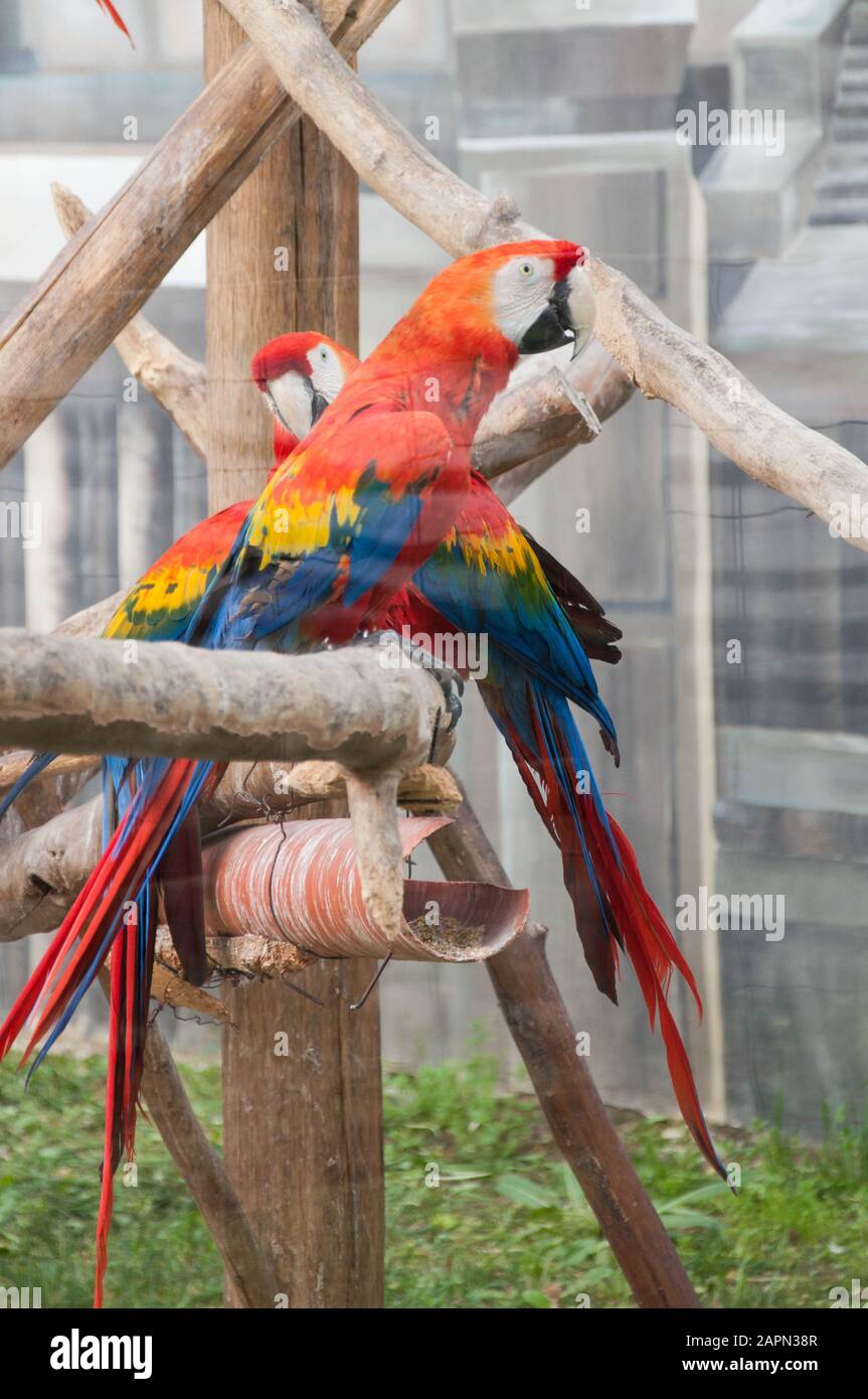 Red macaw parrots sitting on a branch in a cage, animal protection ...
