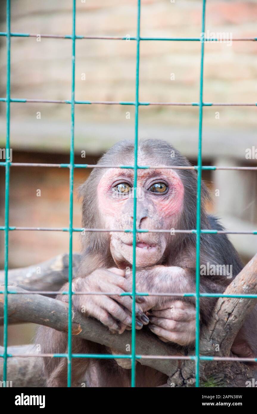 Chimpanzee mammal hi-res stock photography and images - Alamy