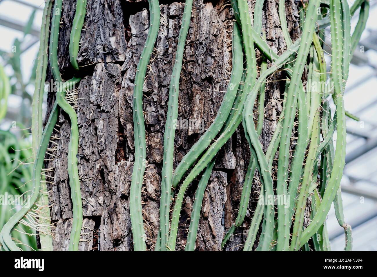 Cactus milkweed triangular winds through the trunk of a large tree in ...