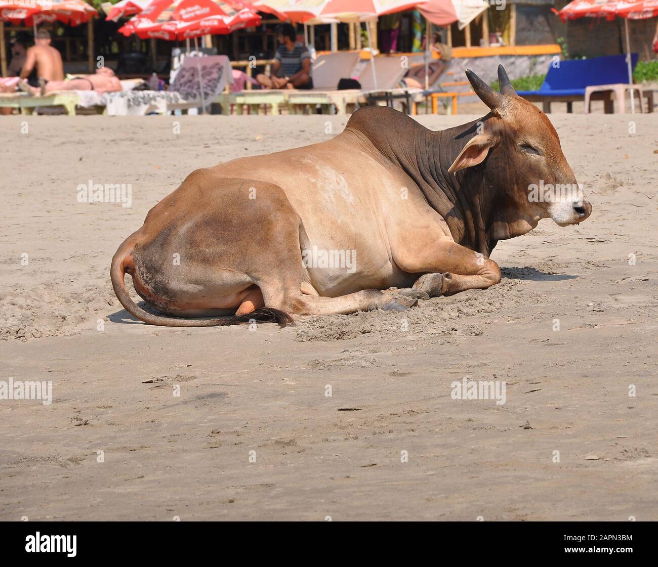 Goa, India-MARCH 03,2013:Goa Beaches,sacred animal india cow on the ...