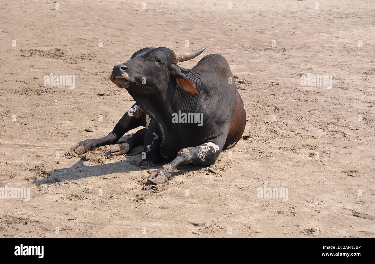 Goa beaches hi-res stock photography and images - Alamy