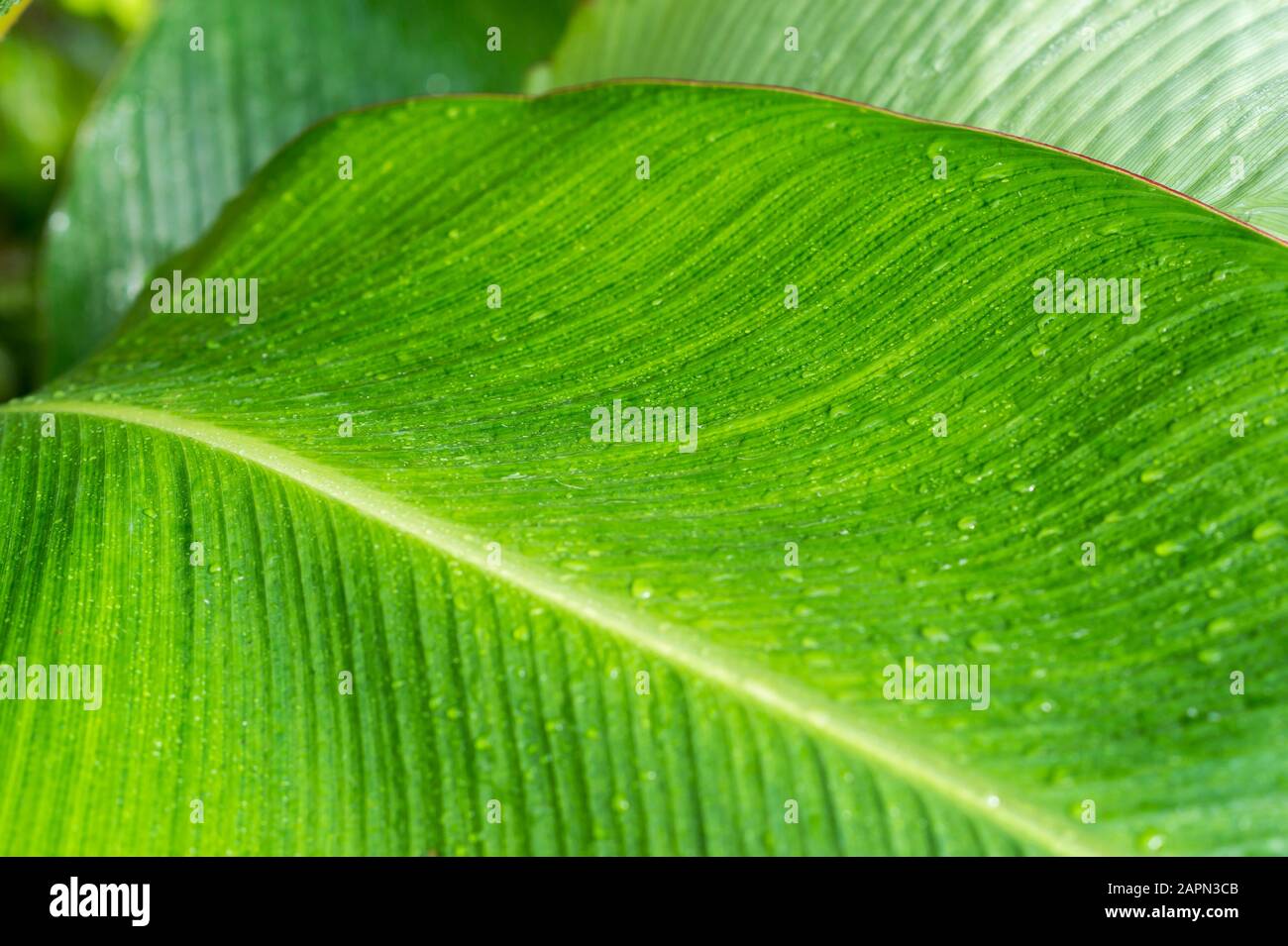 leaf texture design leaf skeleton, macro nature texture, wallpaper ...