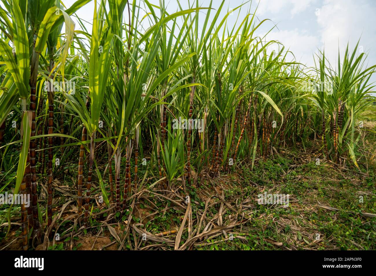 Sugarcane planted to produce sugar and food. Food industry. Sugar cane ...