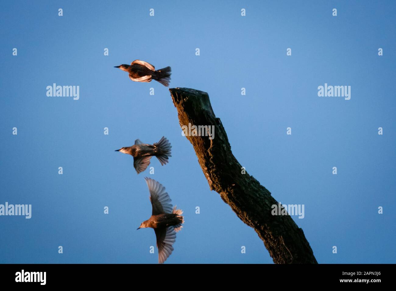 Low-angle shot of three birds flying in a clear blue sky Stock Photo ...