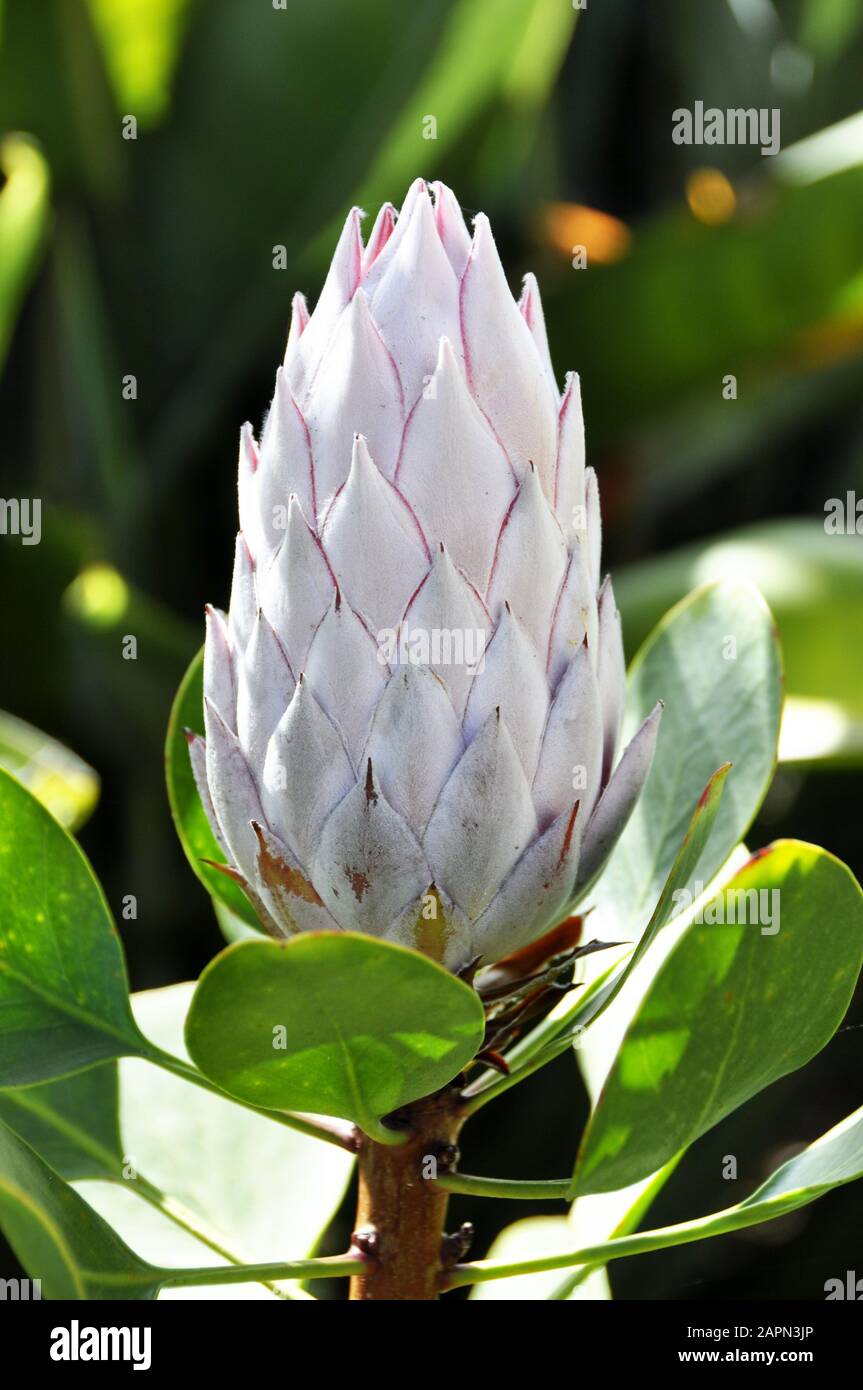Closeup on the bud of a Protea plant Stock Photo - Alamy