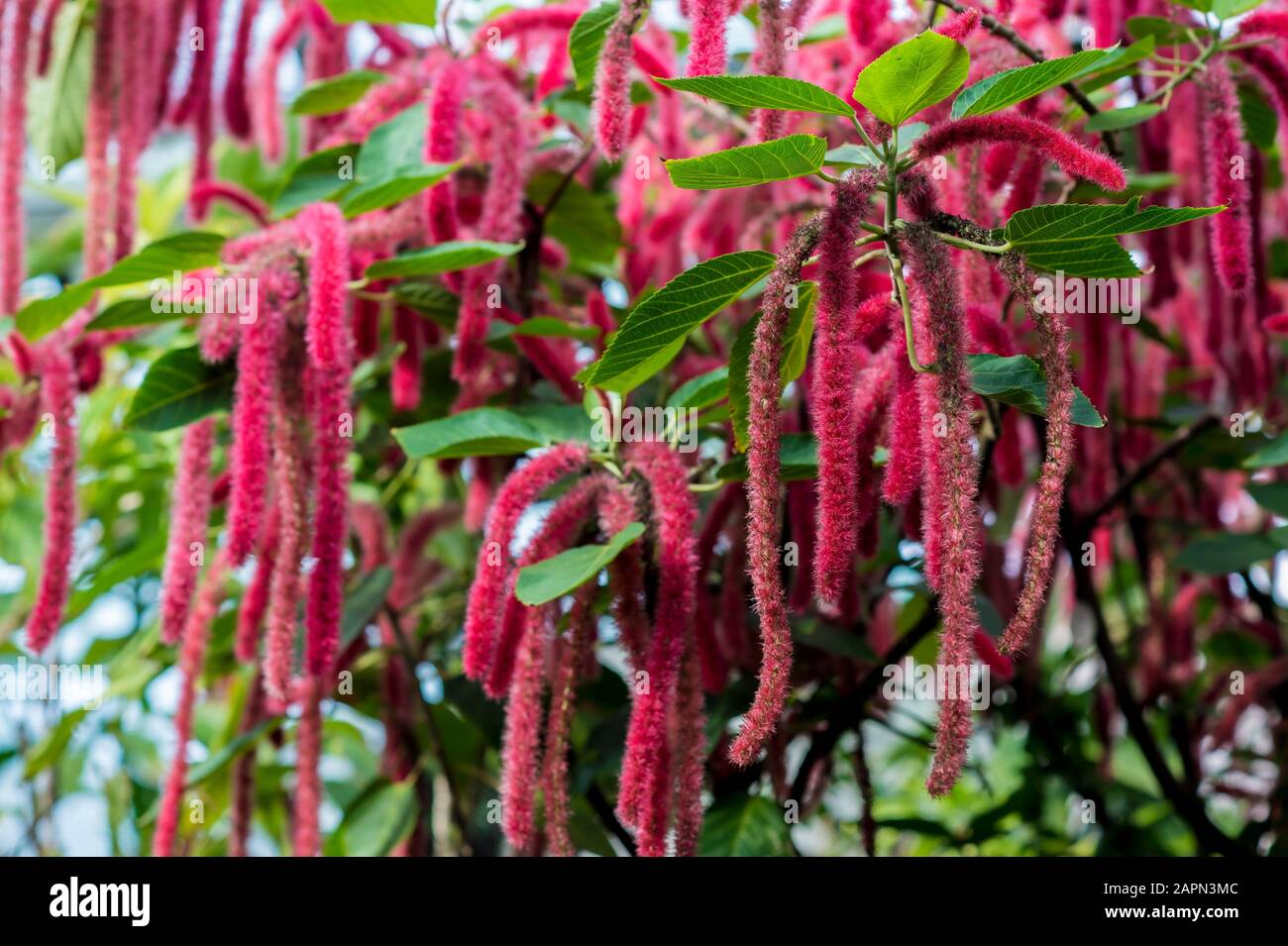 Flowering shrub Acalypha hispida grown in a greenhouse with a tropical ...