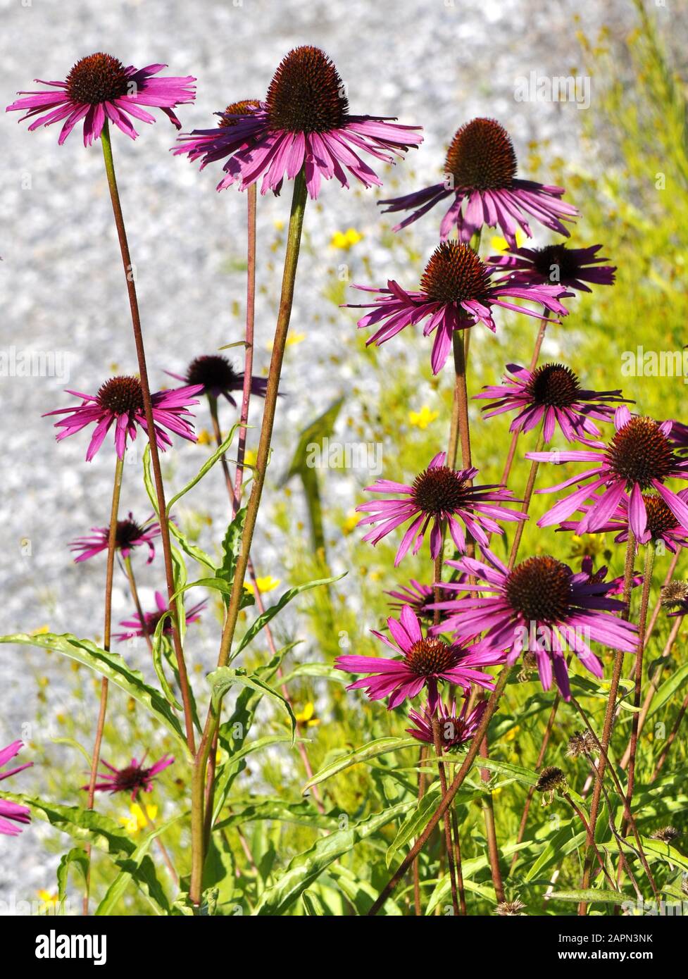 Tennessee coneflower echinacea tennesseensis hi-res stock photography ...