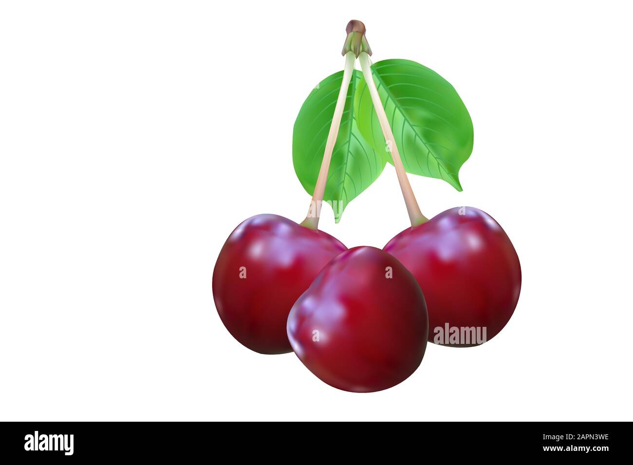 Cherries isolated on white background. Realistic ripe cherry berries ...