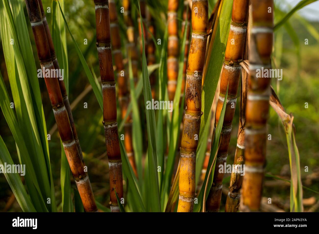 Sugarcane Stem