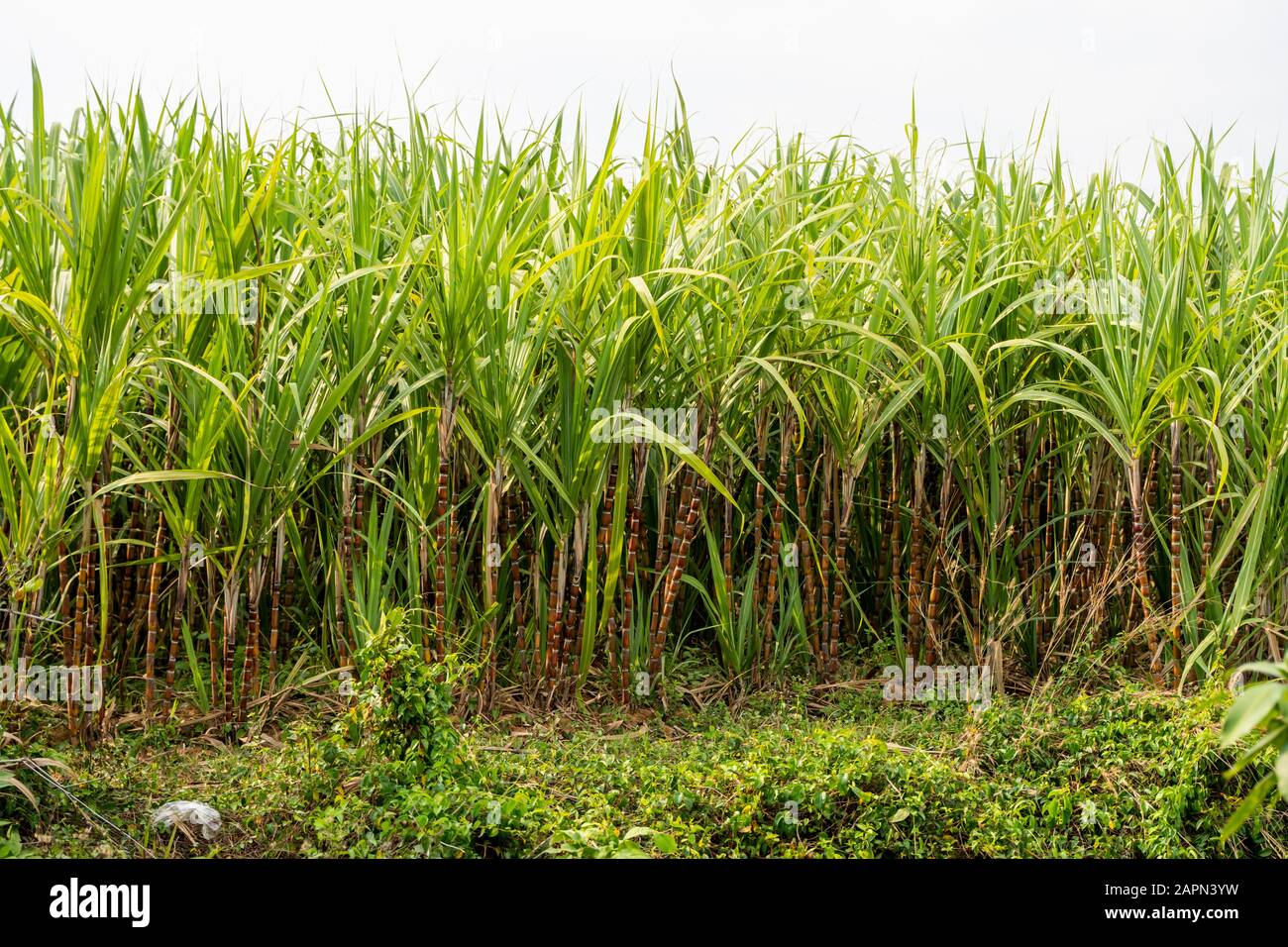 Sugarcane planted to produce sugar and food. Food industry. Sugar cane ...