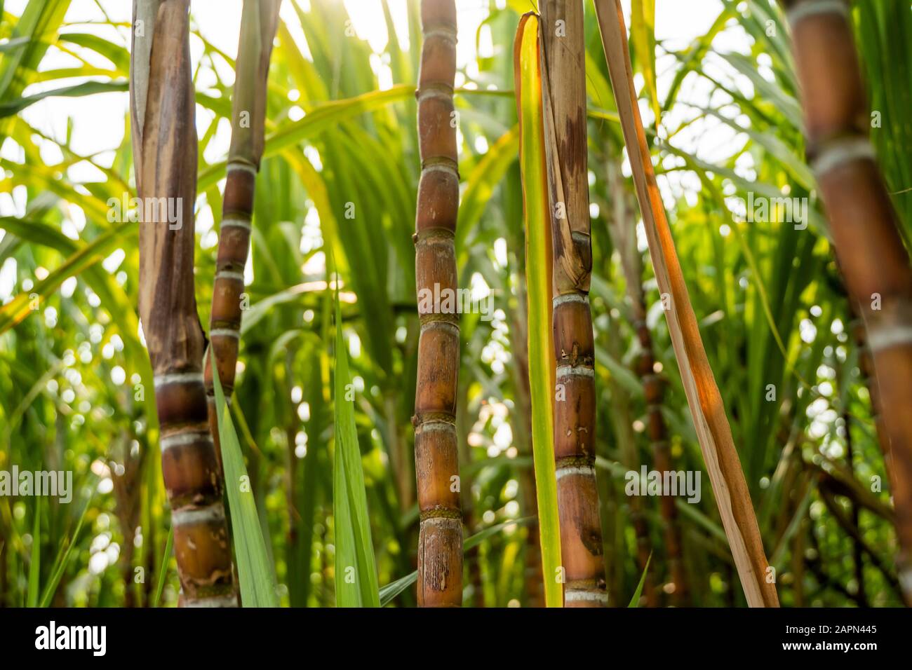 Sugarcane planted to produce sugar and food. Food industry. Sugar cane ...