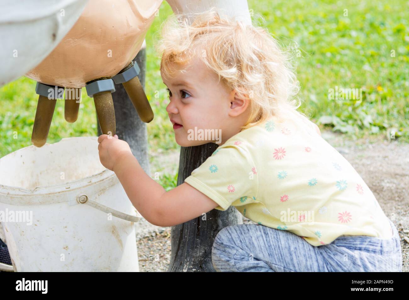 Cute blonde girl learning how to milk a cow on milking simulator Stock ...