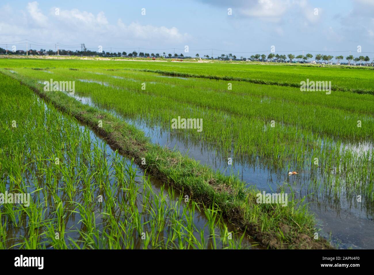 Green rice field in a daylight. Harvest of rice. Beautiful terraces of ...