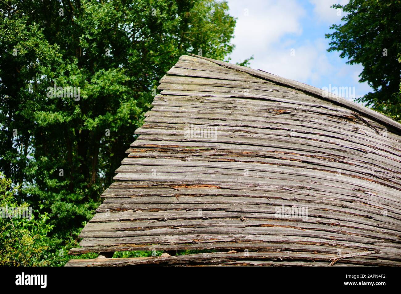 Wall made out of tree plants with trees in the background Stock Photo ...